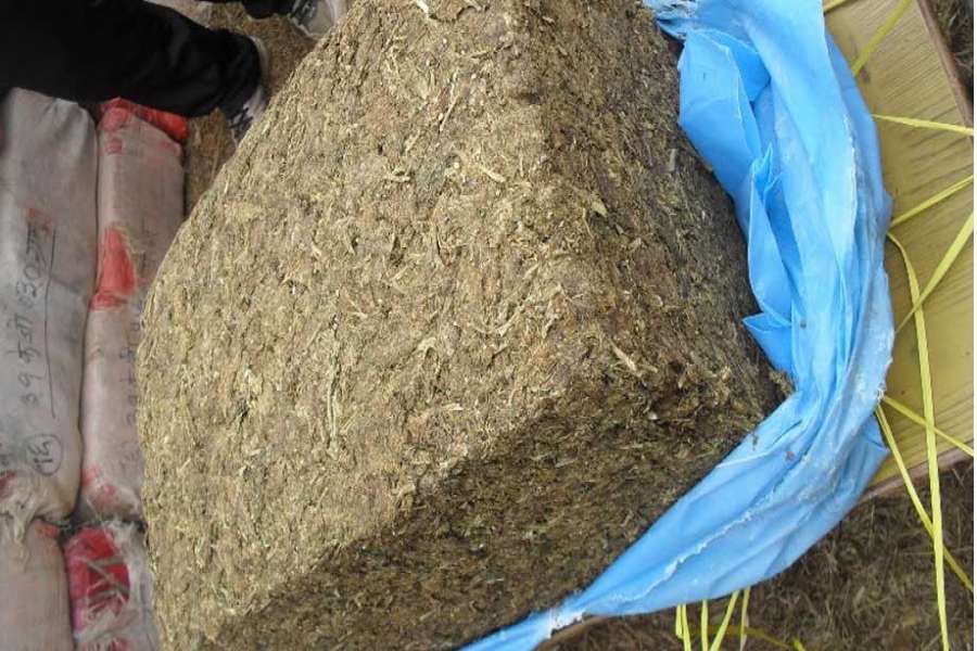 बारामा १३ किलो गाँजासहित एक जना पक्राउ « Dainiki