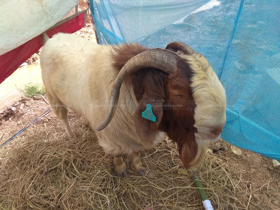 माघे संक्रान्तिको मेलामा १ सय ६५ केजीको बोका हेर्नेको भीड « Dainiki