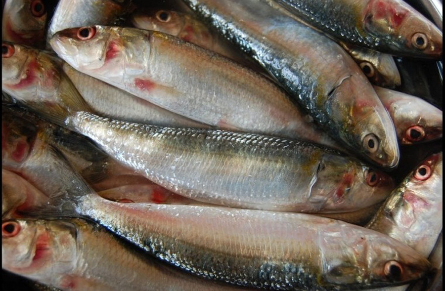 असला जातका माछा सङ्कटमा « dainiki