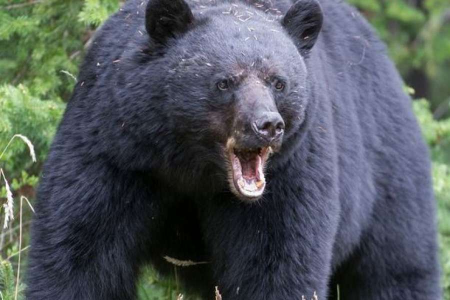 रसुवामा भालु आतङ्क रोक्न प्रहरी परिचालित « Dainiki