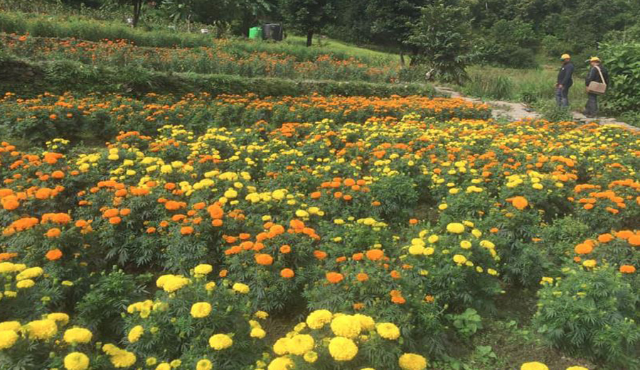 फूलखेतीबाट ५ लाख आम्दानी « Dainiki